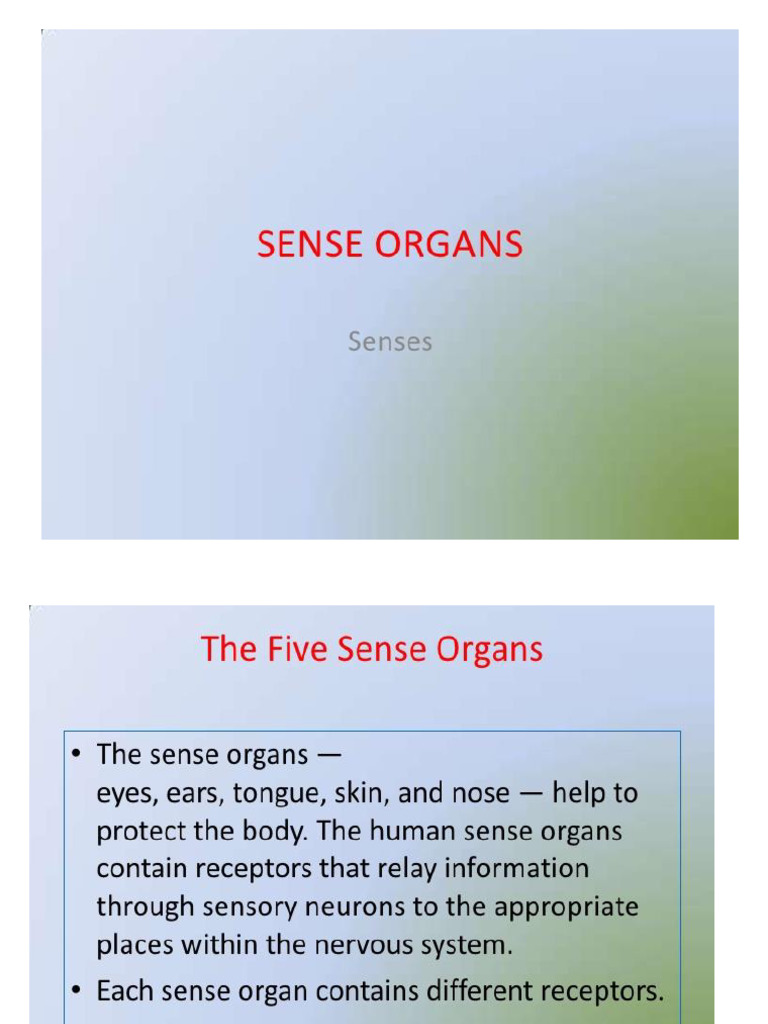 Sensory Organs | PDF | Senses | Taste