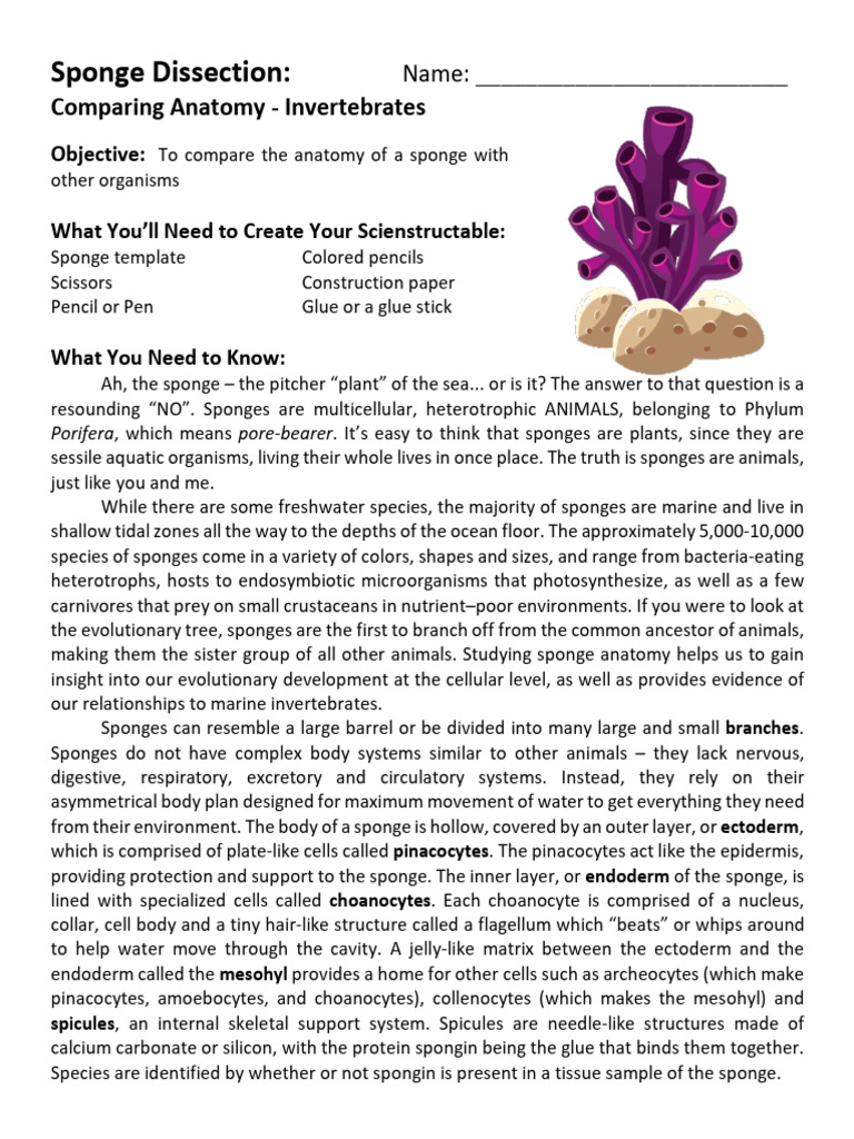 2 Sponge Dissection Reading and Instructions | PDF | Sponge | Biology