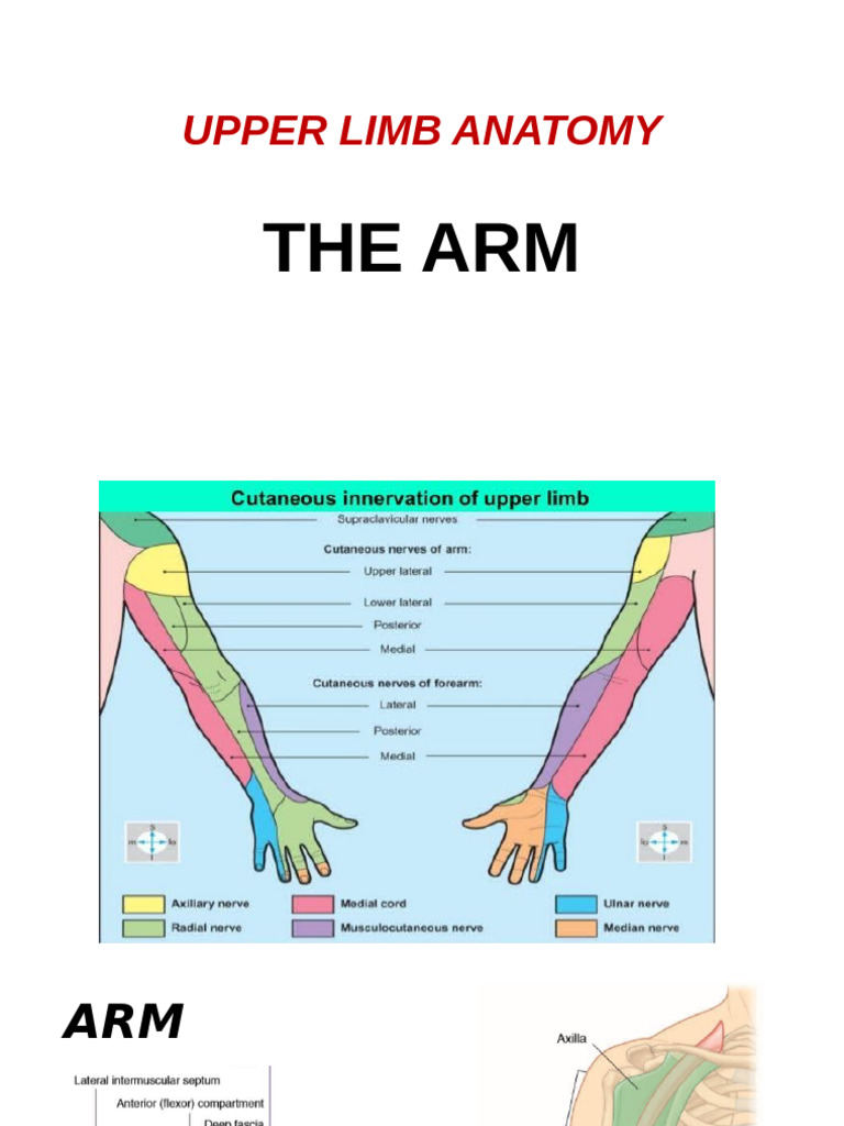 Muscles of Arm | PDF | Arm | Soft Tissue