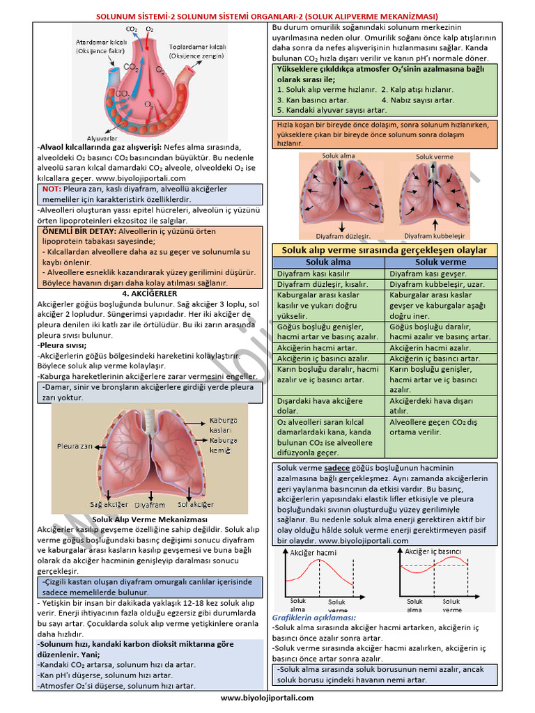 2 Soluk Alip Verme Mekani̇zmasi Solunum Si̇stemi̇ 2 | PDF