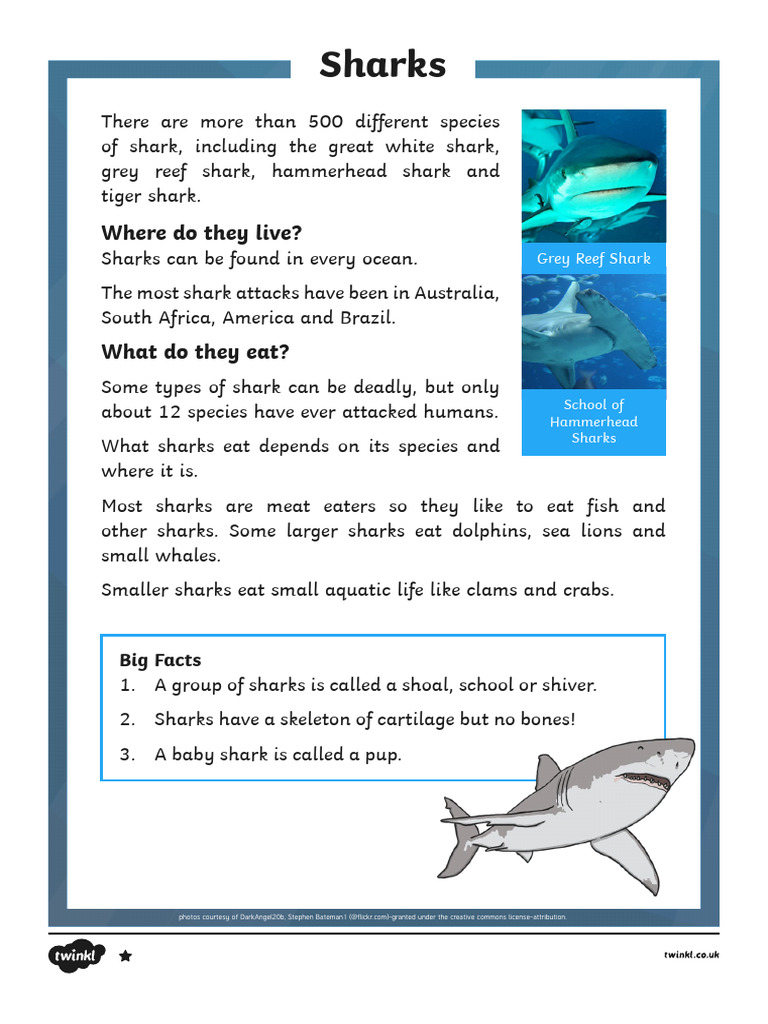 All About Sharks Reading Comprehension | PDF | Sharks | Great White Shark