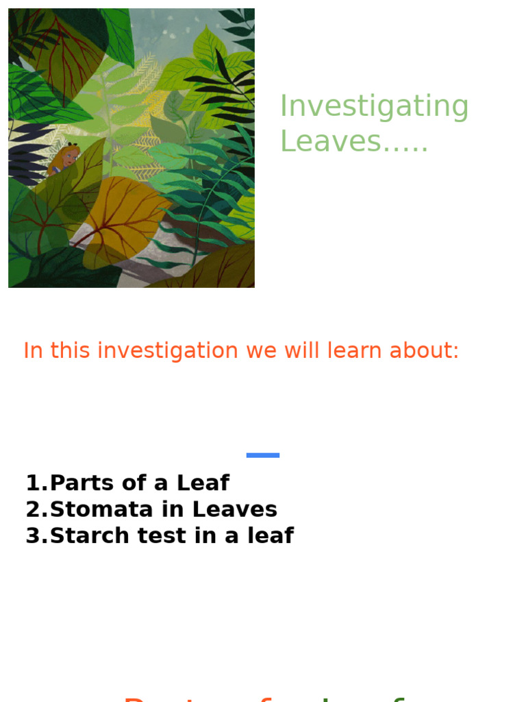 Investigating A Leaf | PDF