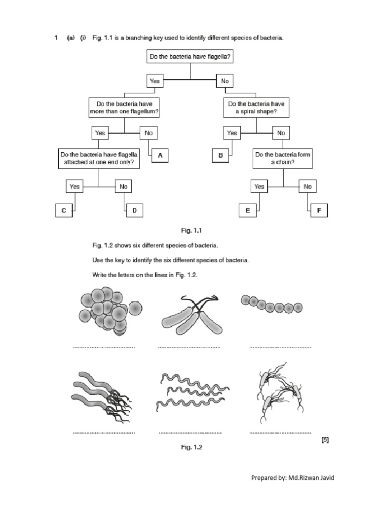 Document by Md. Rizwan Javid | PDF
