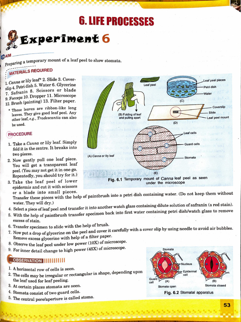 Class 10 Biology Practicals | PDF | Stoma | Seed