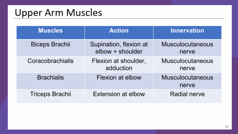 Upper Arm Muscle Functions and Innervation | PDF