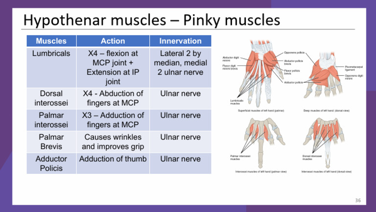 Anatomy - Muscles & Bones FINAL (1) - 36 | PDF
