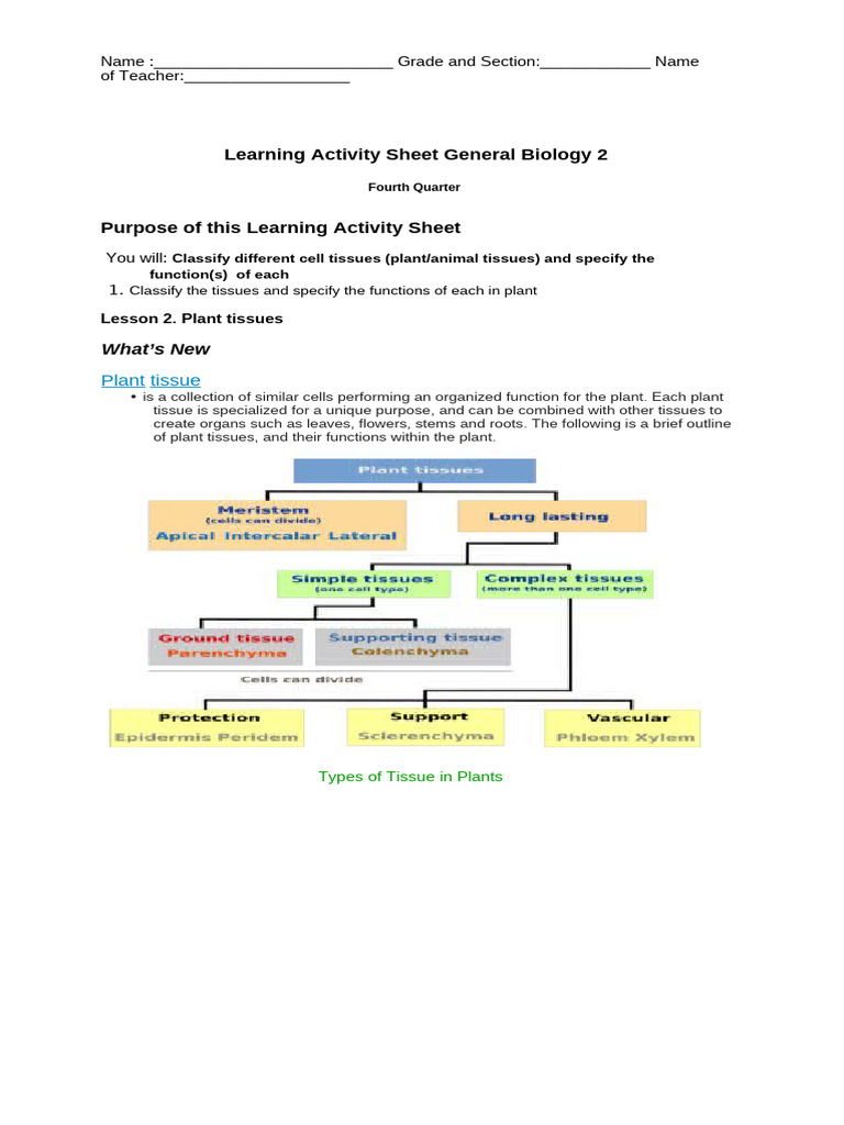 Plant-tissues-worksheet | PDF | Tissue (Biology) | Leaf