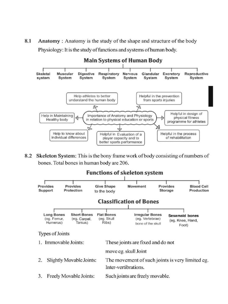 CH 7 Anatomy & Physiology | PDF