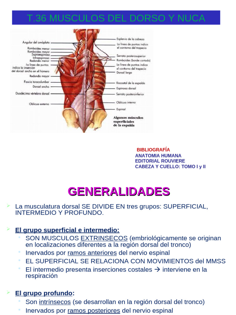 T 36 Musculos Del Dorso y Nuca | PDF | La columna vertebral | Vértebra