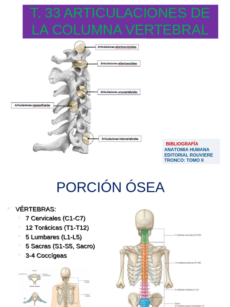 Articulaciones de La Columna Vertebral 33 | PDF | Vértebra | Articulación