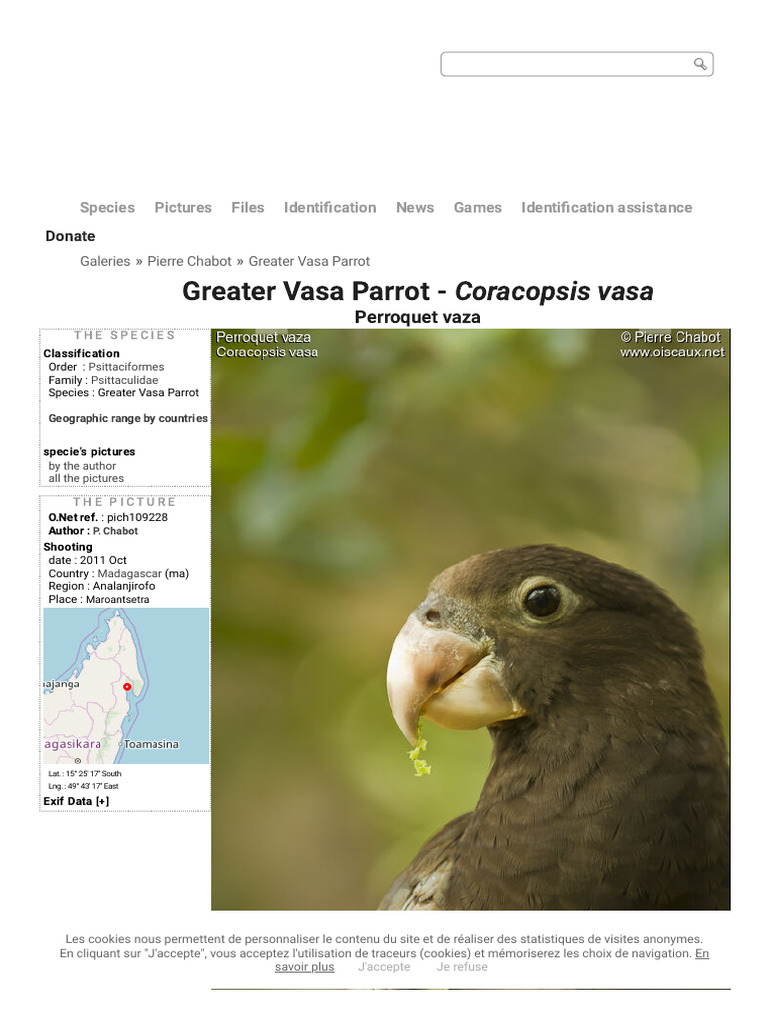 Perroquet Vasa : Coracopsis vasa | PDF | Neognathae | Ornithologie