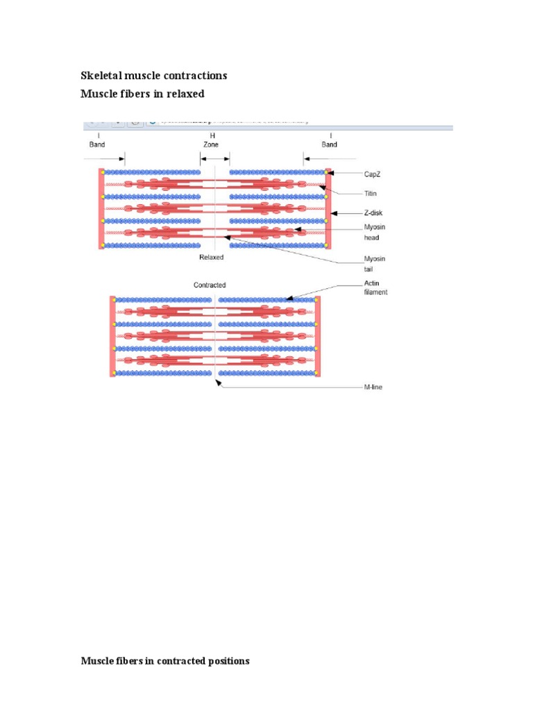 Skeletal Muscle Contractions Muscle Fibers in Relaxed | PDF | Muscle ...
