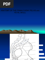 Types of Pelvis and Labour Implications | PDF | Pelvis ...