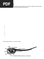 Urochordata Classification Overview | PDF | Chordates