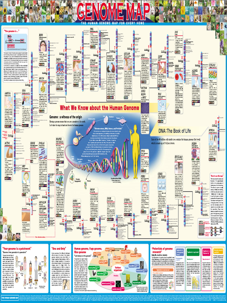 Genome English 2nd A3 | PDF