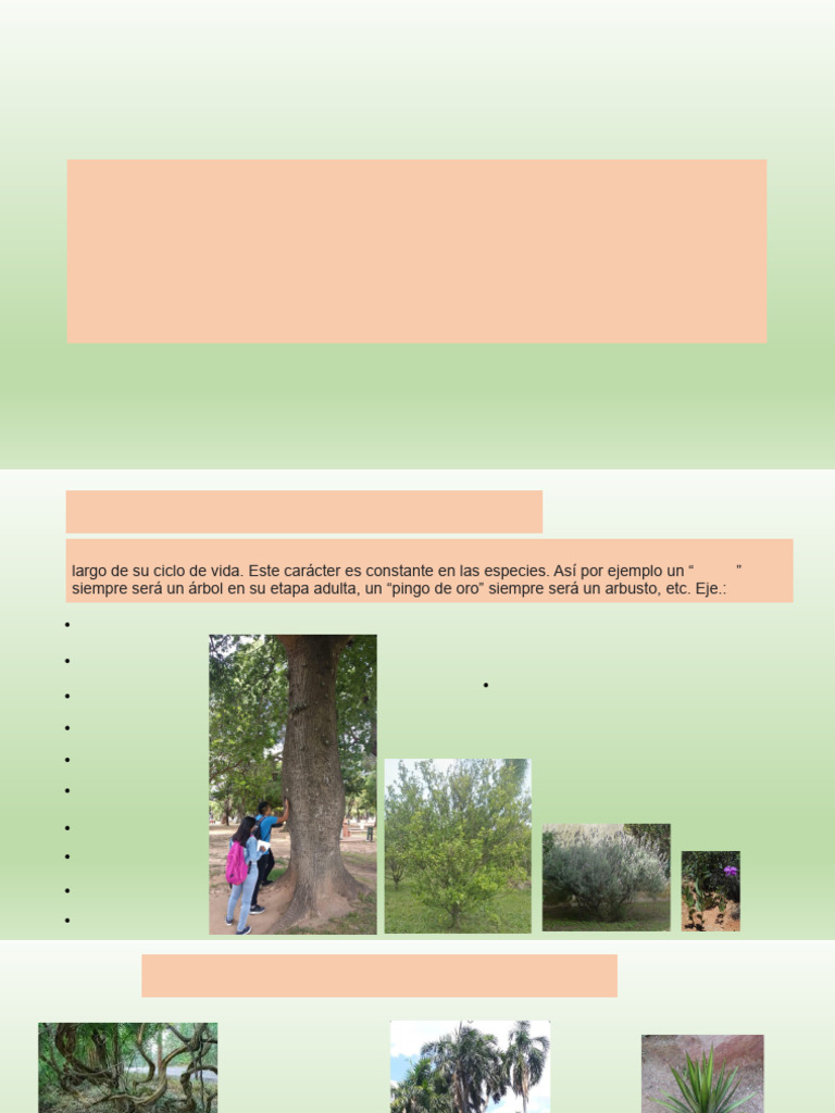Características Morfológicas de Plantas | PDF | Hoja | Ramas de la botánica
