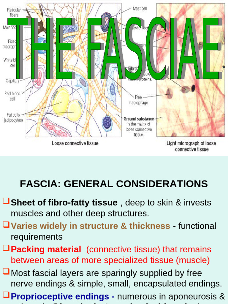 fascia (2) | PDF | Skin | Hand