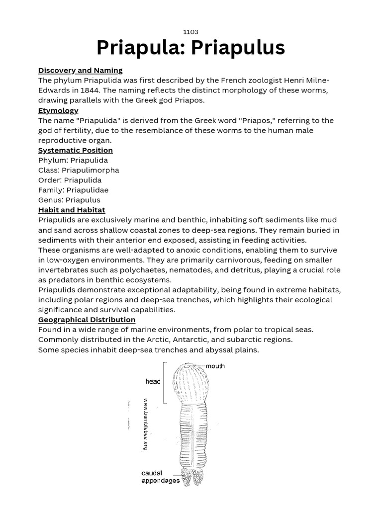 Priapula - Priapulus (Siddique) | PDF