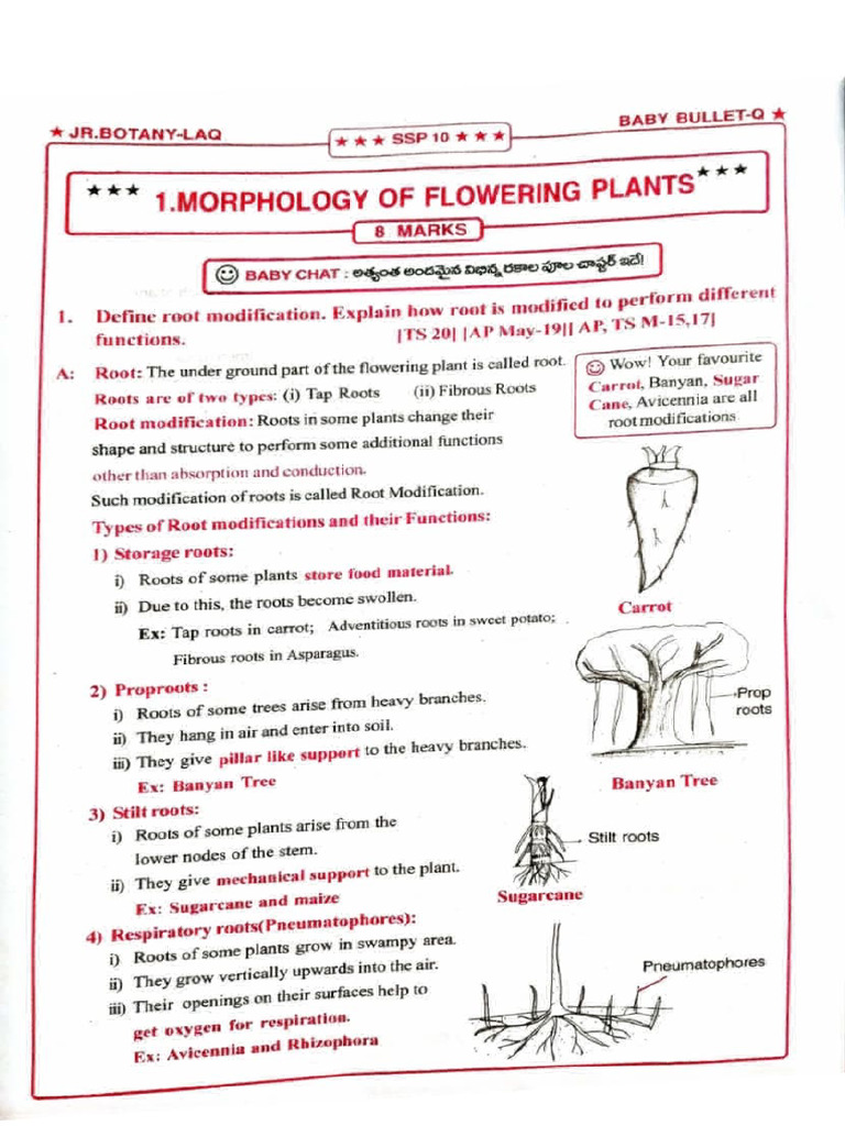 Botany Baby Bullet | PDF