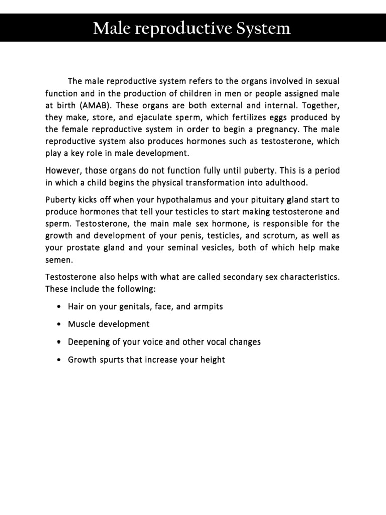 Male Reproductive System | PDF | Reproductive System | Prostate