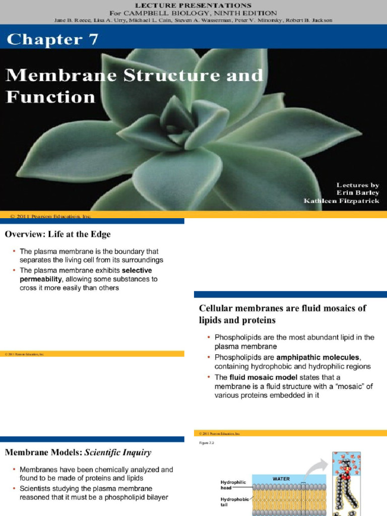 Chapter 5, Membrane Structure and Function | PDF