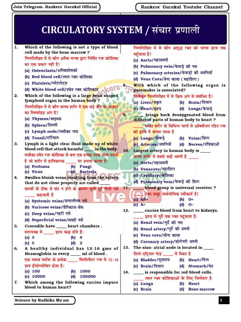 Circulatory System Practice Sheet | PDF | Vein | Lymphatic System