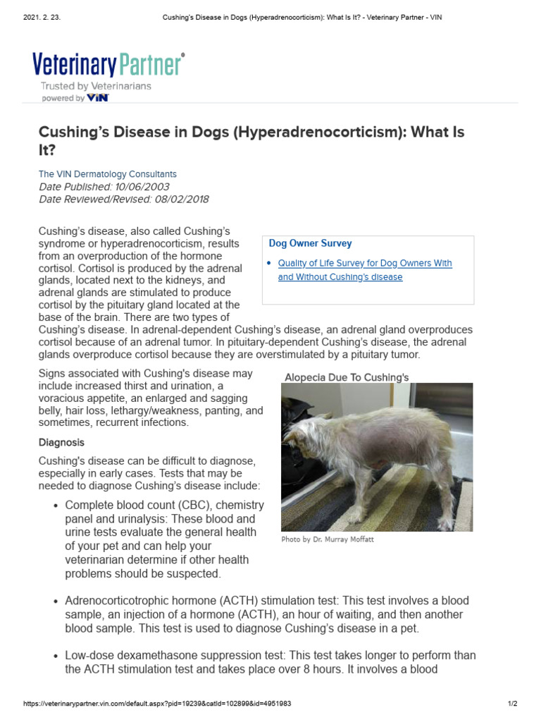 Cushing's Disease in Dogs (Hyperadrenocorticism) - What Is It | PDF ...