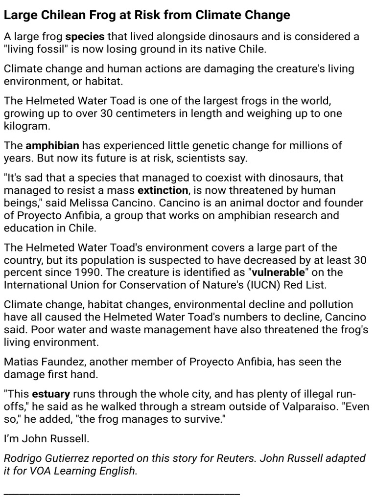 large Chilean frog | PDF