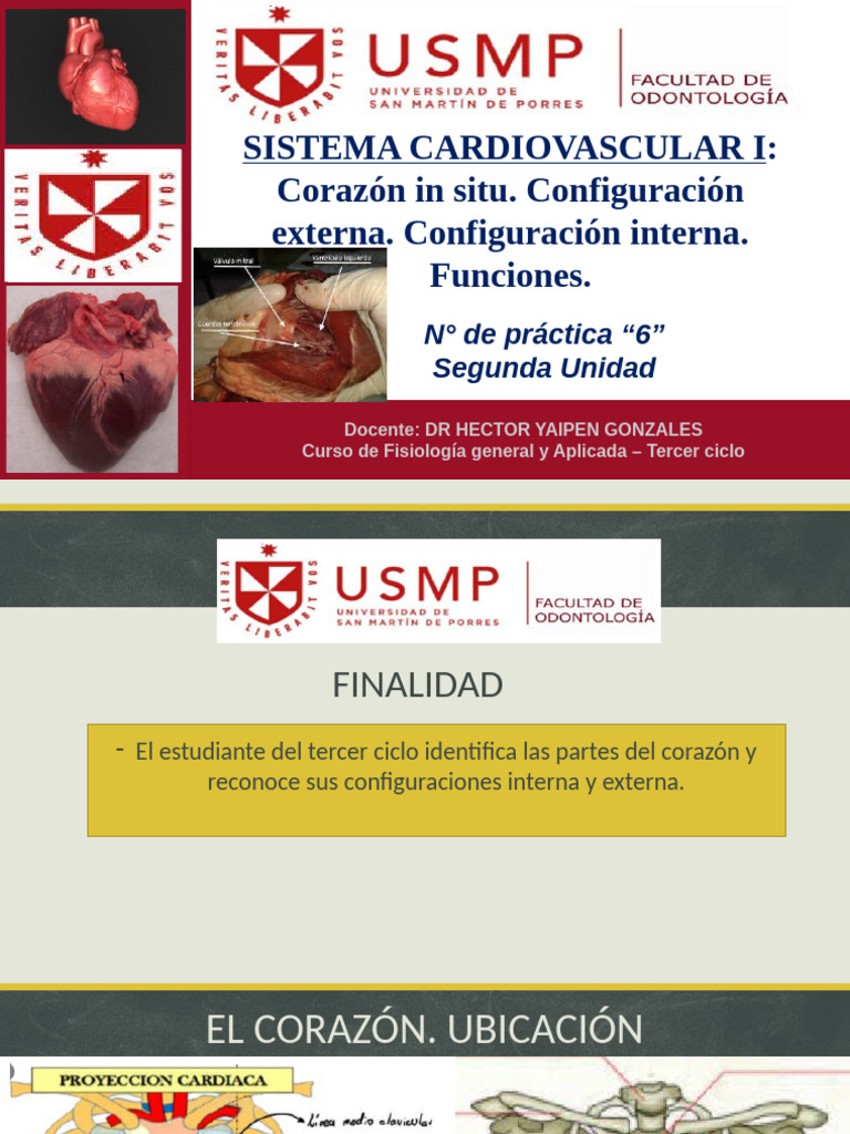 Practica N°06 - Corazón in Situ | PDF | Corazón | Ventrículo (corazón)