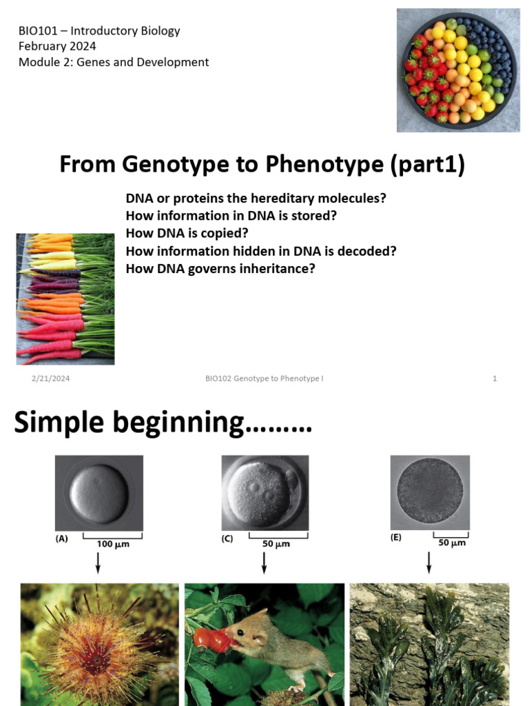 Module 2 - 1 - DNA To Phenotype Part 1 | PDF | Dna Replication | Dna