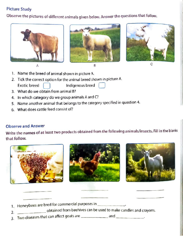 Food Production CFQ Worksheet | PDF | Rice | Agriculture