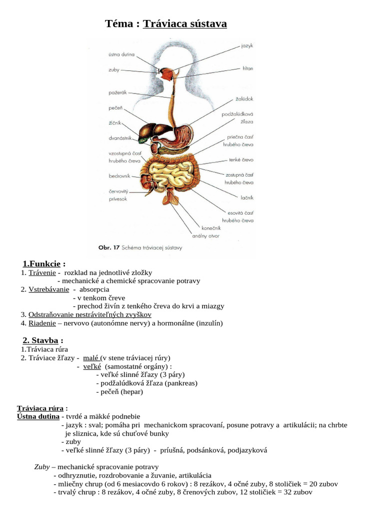 5,6 Tráviaca sústava | PDF