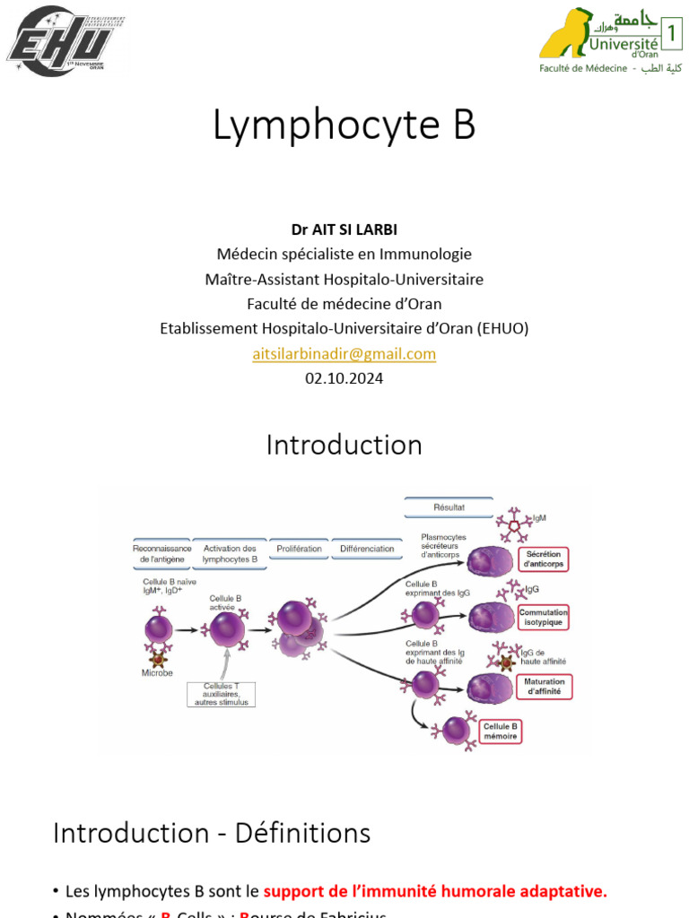 Lymphocytes B et CD34+ dans l'immunité | PDF | Immunoglobuline G | Antigène