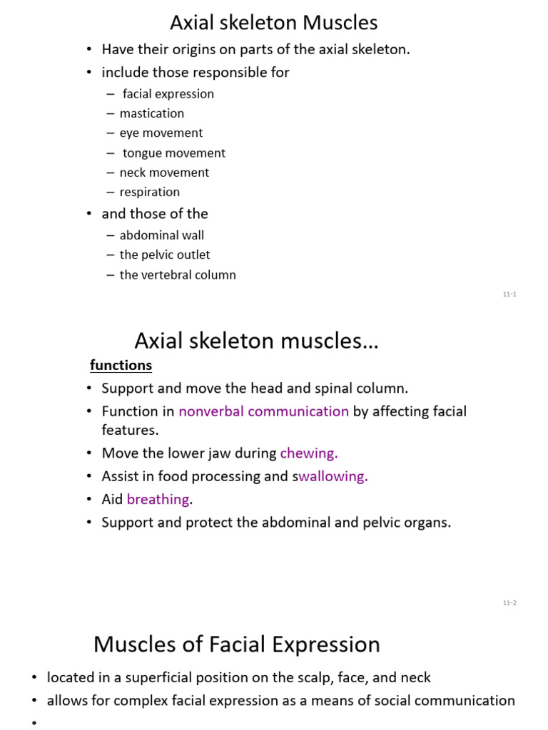 Axial Muscles PH | PDF | Pelvis | Tongue