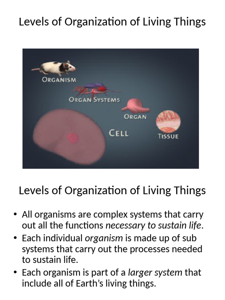 Levels of Organization of Living Things | PDF | Cell (Biology) | Tissue ...