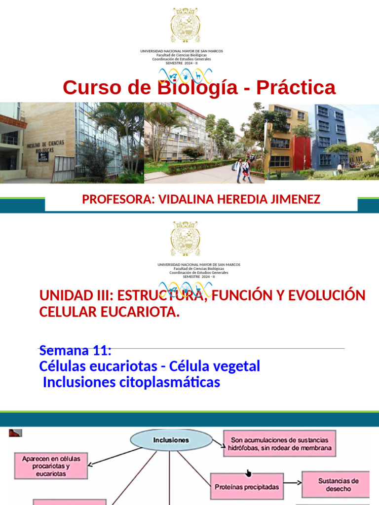 BIO - Sem 11 Inclusiones Citoplasmáticas 2024-II | PDF | Citoplasma ...