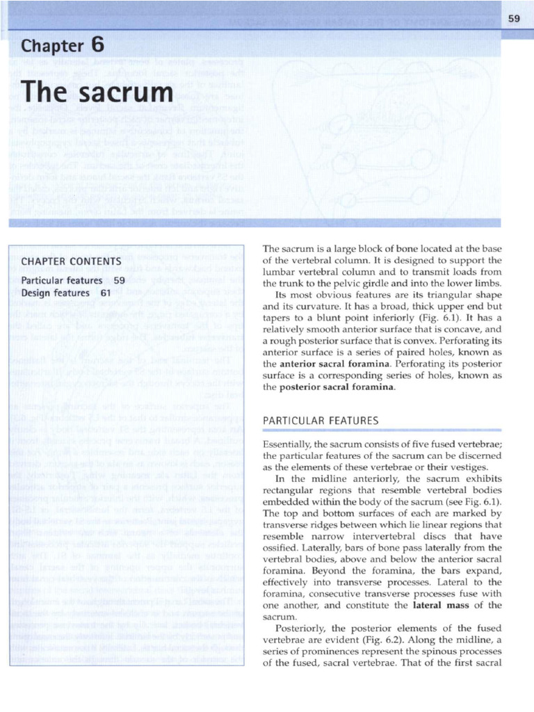 Clinical Anatomy of Sacrum | PDF