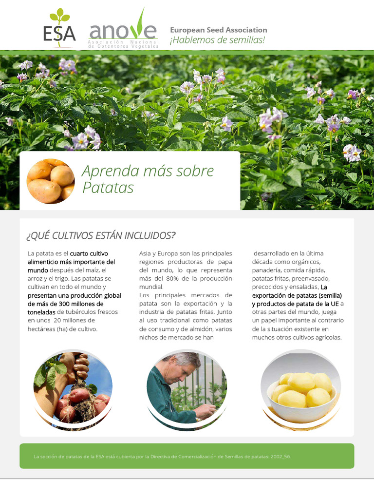 Factsheet Potatoes | PDF | Patata | Agricultura