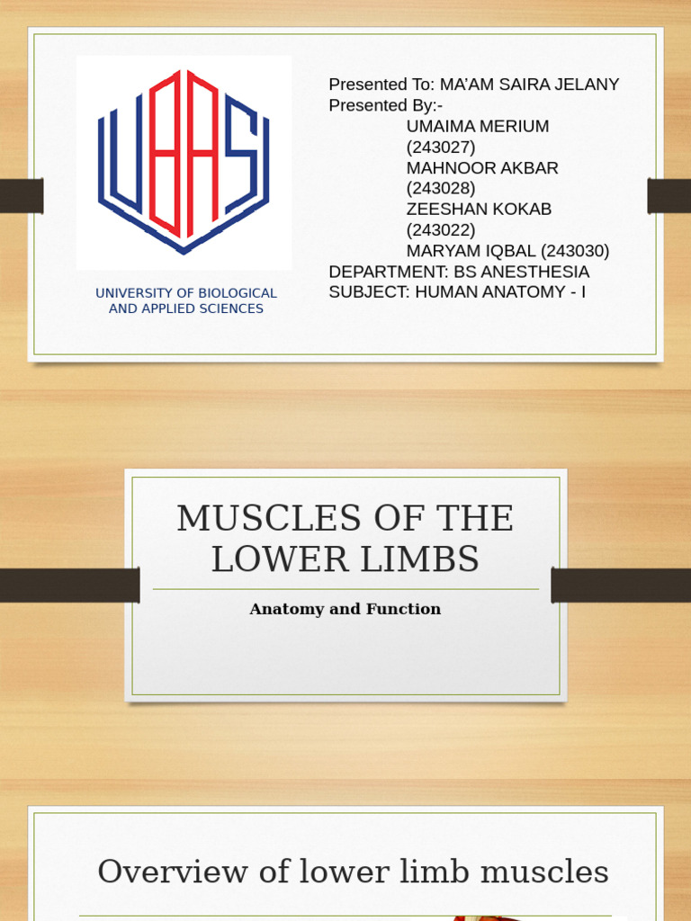 Lower Limb Muscle Anatomy Overview | PDF | Foot | Human Leg