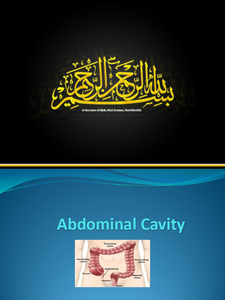7.abdominal Cavity II | PDF | Peritoneum | Pancreas