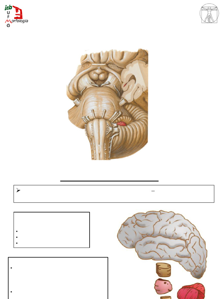 Aula Tronco Encefálico - Yves | PDF | Neurociência | Cérebro