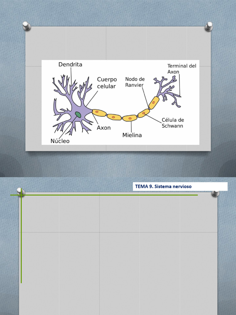 La Neurona | PDF | Sistema nervioso | Neurona