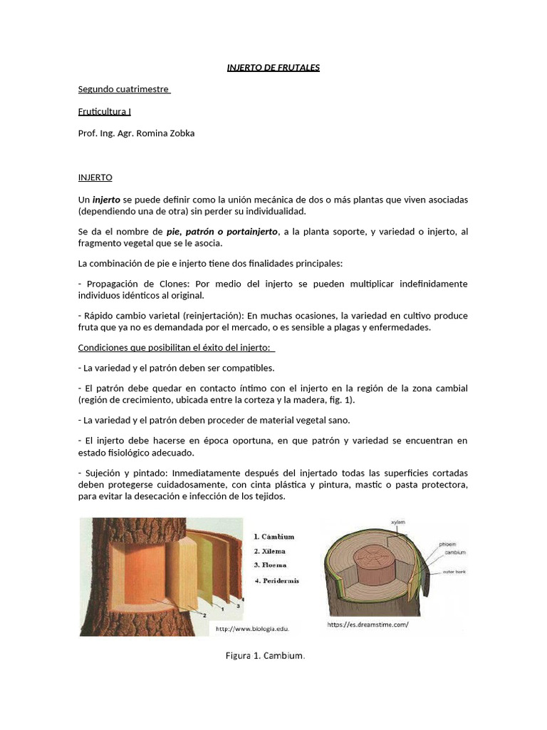 Clase 4 Injertos | PDF