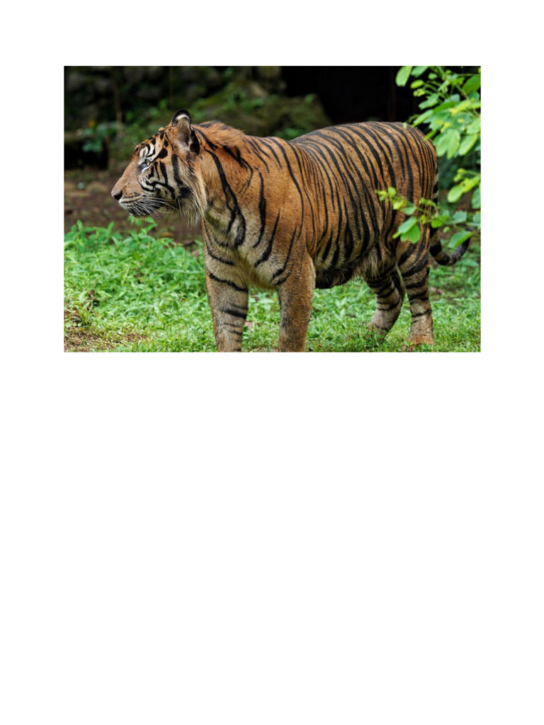 Harimau | PDF