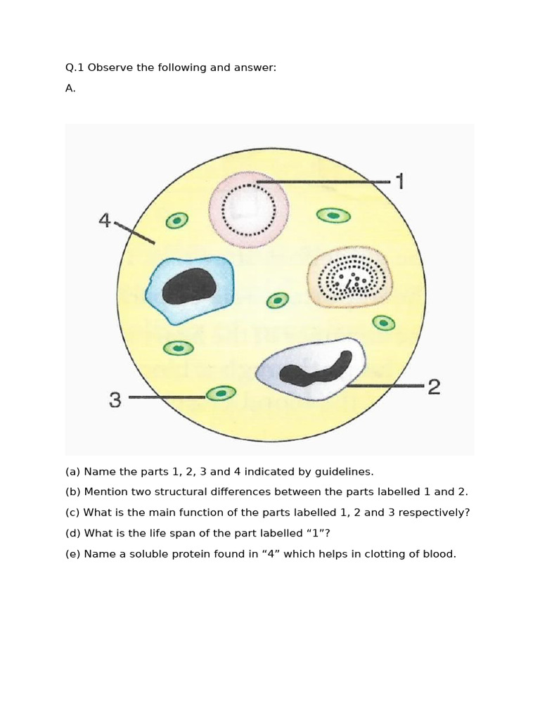 Worksheet Circulatory System Class VIII | PDF