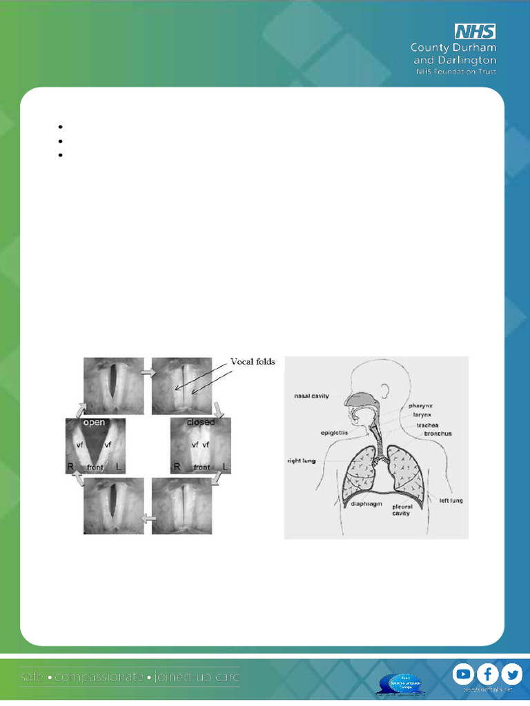 how the voice works | PDF | Human Voice | Larynx
