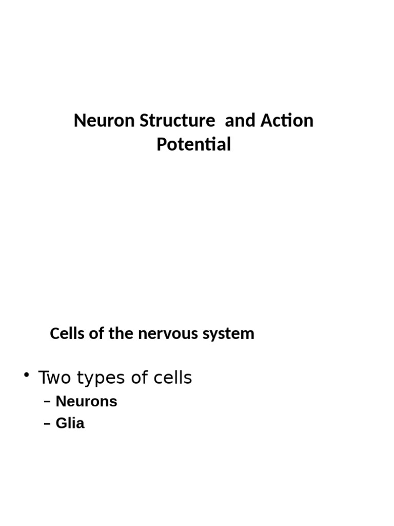 Neuron and Action Potential | PDF | Action Potential | Membrane Potential