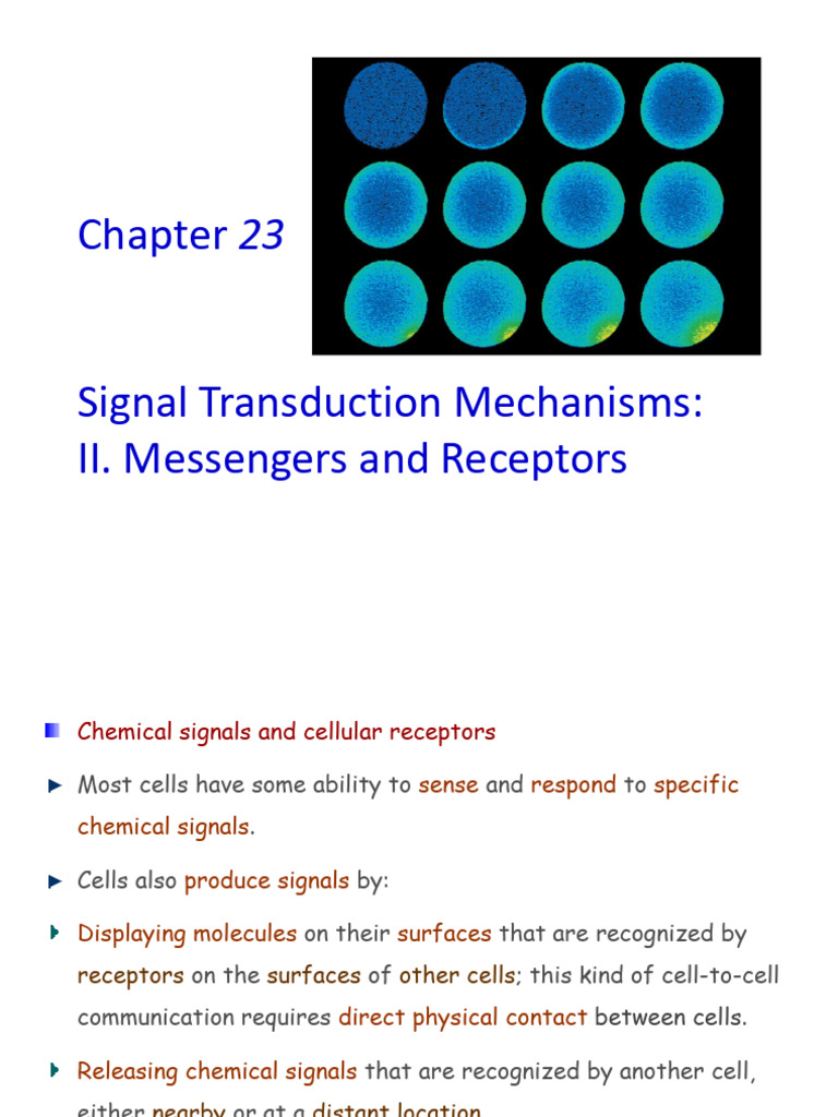 Chapter23-Signal Transduction II | PDF | Cell Signaling | Signal Transduction