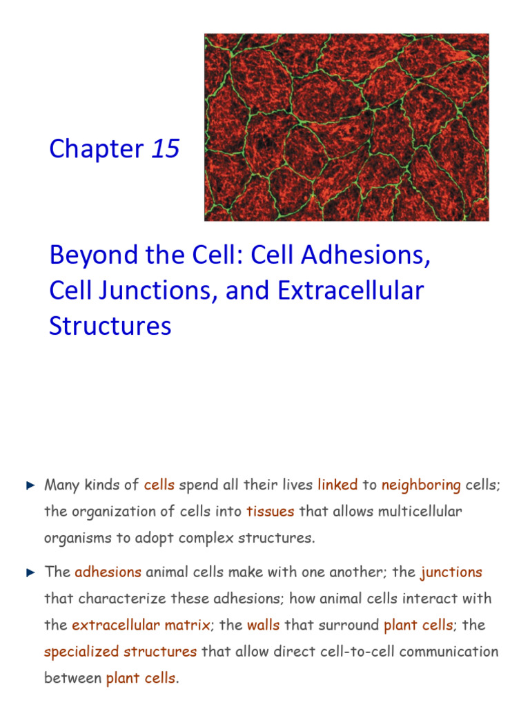 Chapter15-Beyond the Cell | PDF | Cell Adhesion | Collagen