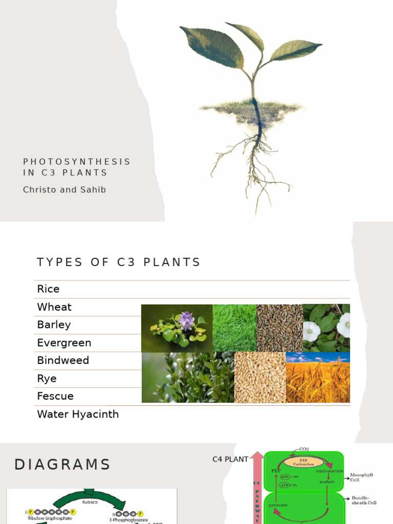 C3 Phtosythesis Presentation | PDF | Stoma | Photosynthesis